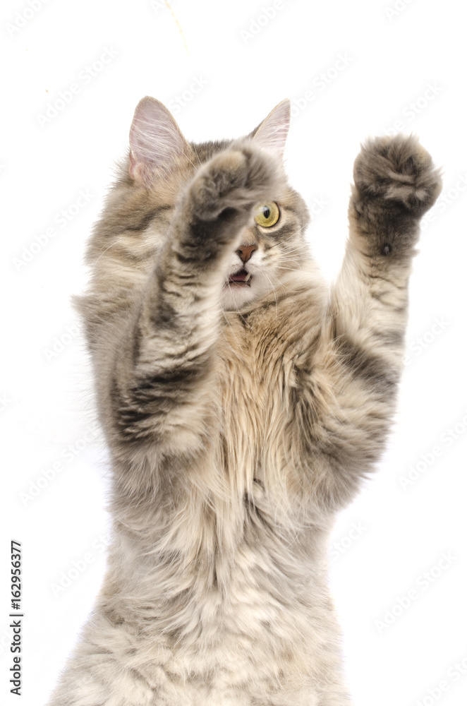 Cat with its paws raised, paws up, isolated Stock Photo | Adobe Stock