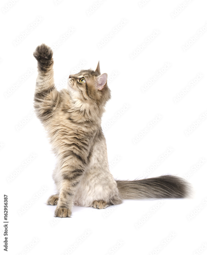 The cat raised its paw up, isolated Stock Photo | Adobe Stock