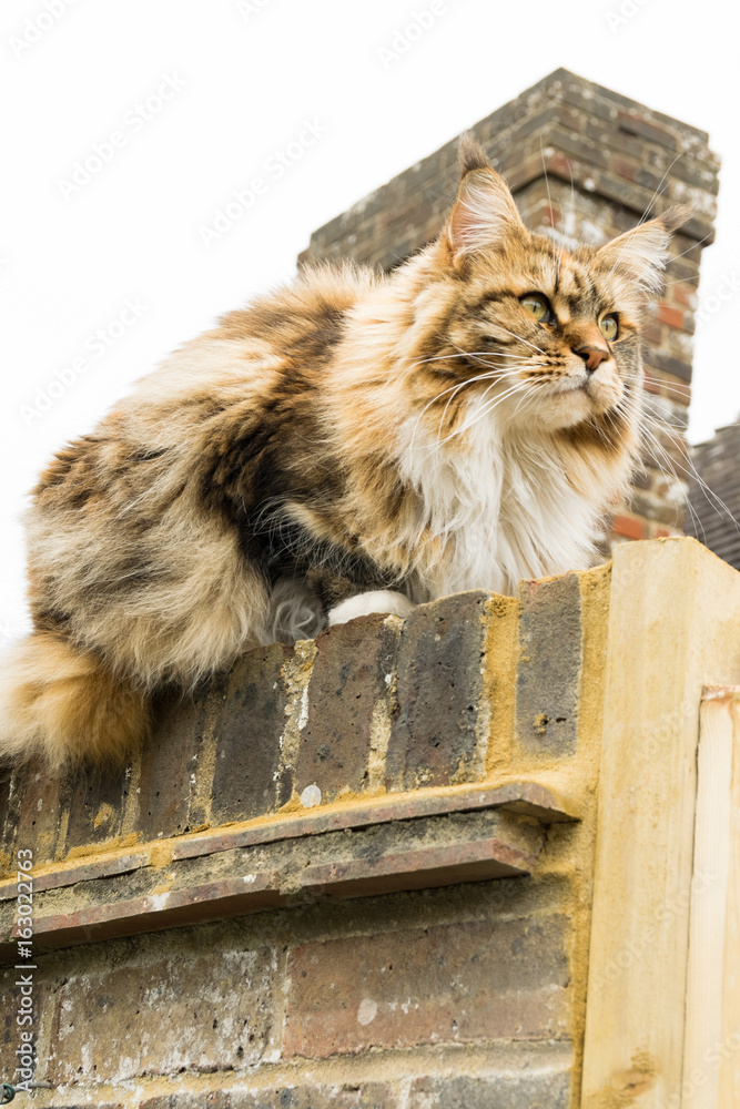Gatto Maine Coon Stock Photo | Adobe Stock