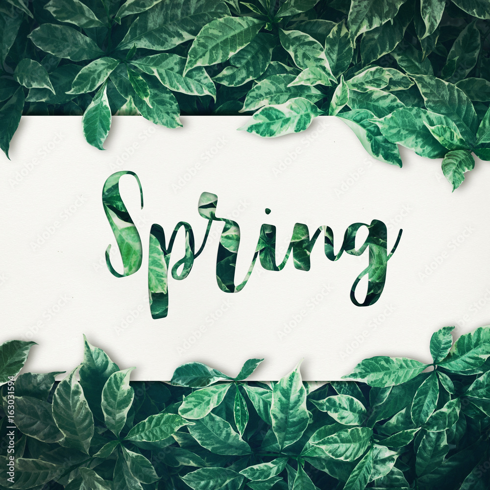 Spring text with green leaves background design with white paper.Flat ...