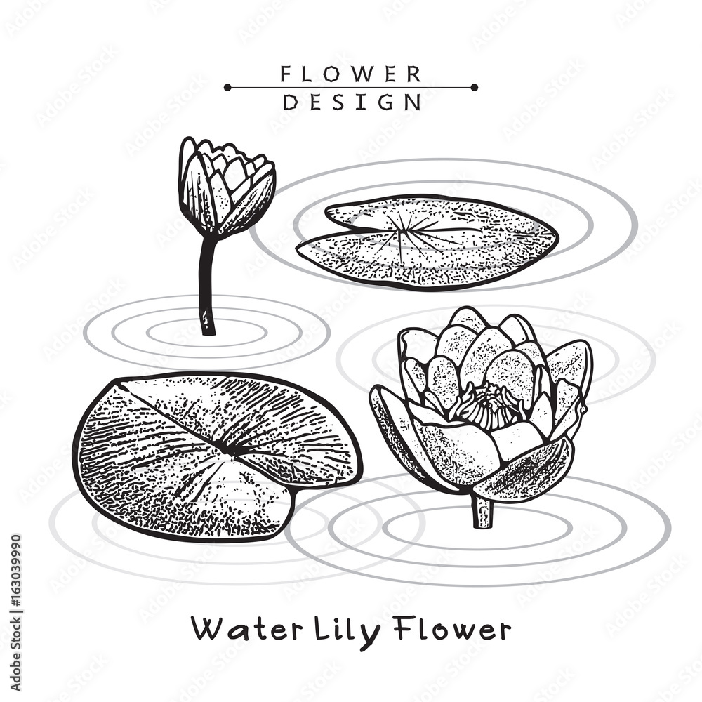 Water Lily Leaf Vector