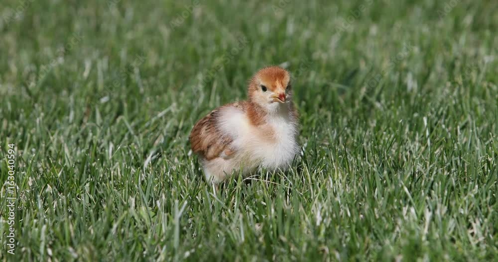 Baby Red Buff Chick green grass chirp springtime. Raising baby chicks ...