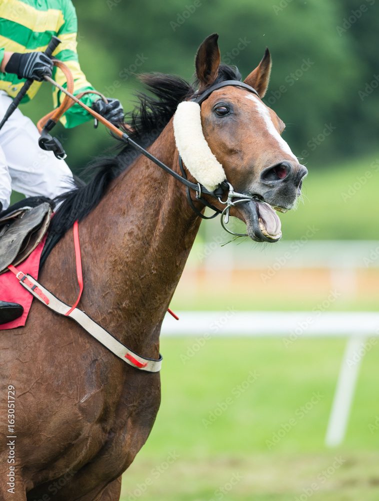 jockey pulling on the reins of a race horse Stock Photo | Adobe Stock