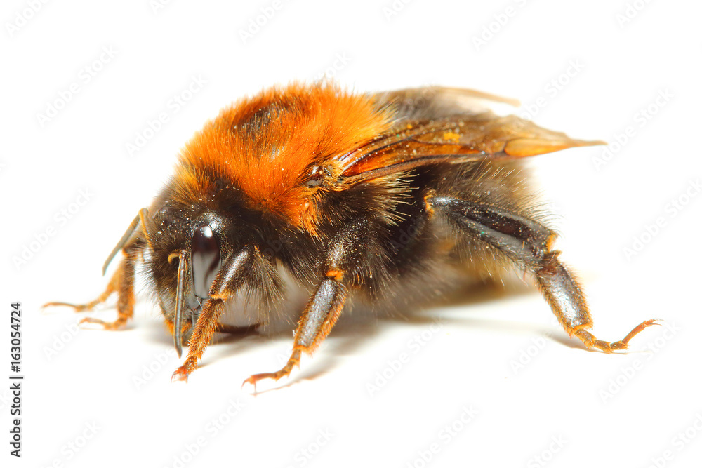 The Bumblebee or Bumble Bee (Bombus terrestris) is important pollinator ...