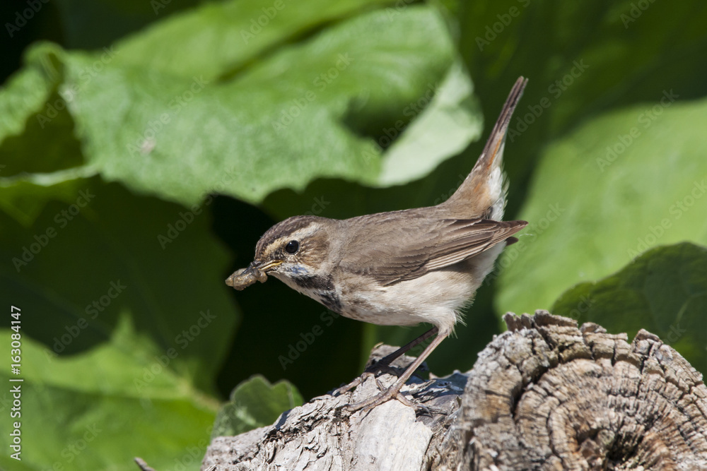Bluethroat female sitting on stump with worm in beak. Beautiful ...