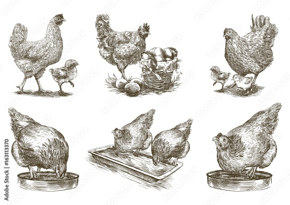 chicken breeding. animal husbandry. vector sketches on white Stock ...