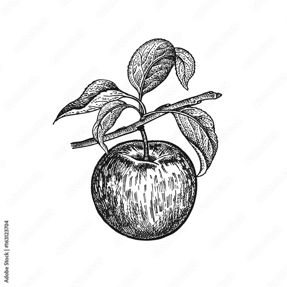 Realistic hand drawing apple. Stock Vector | Adobe Stock