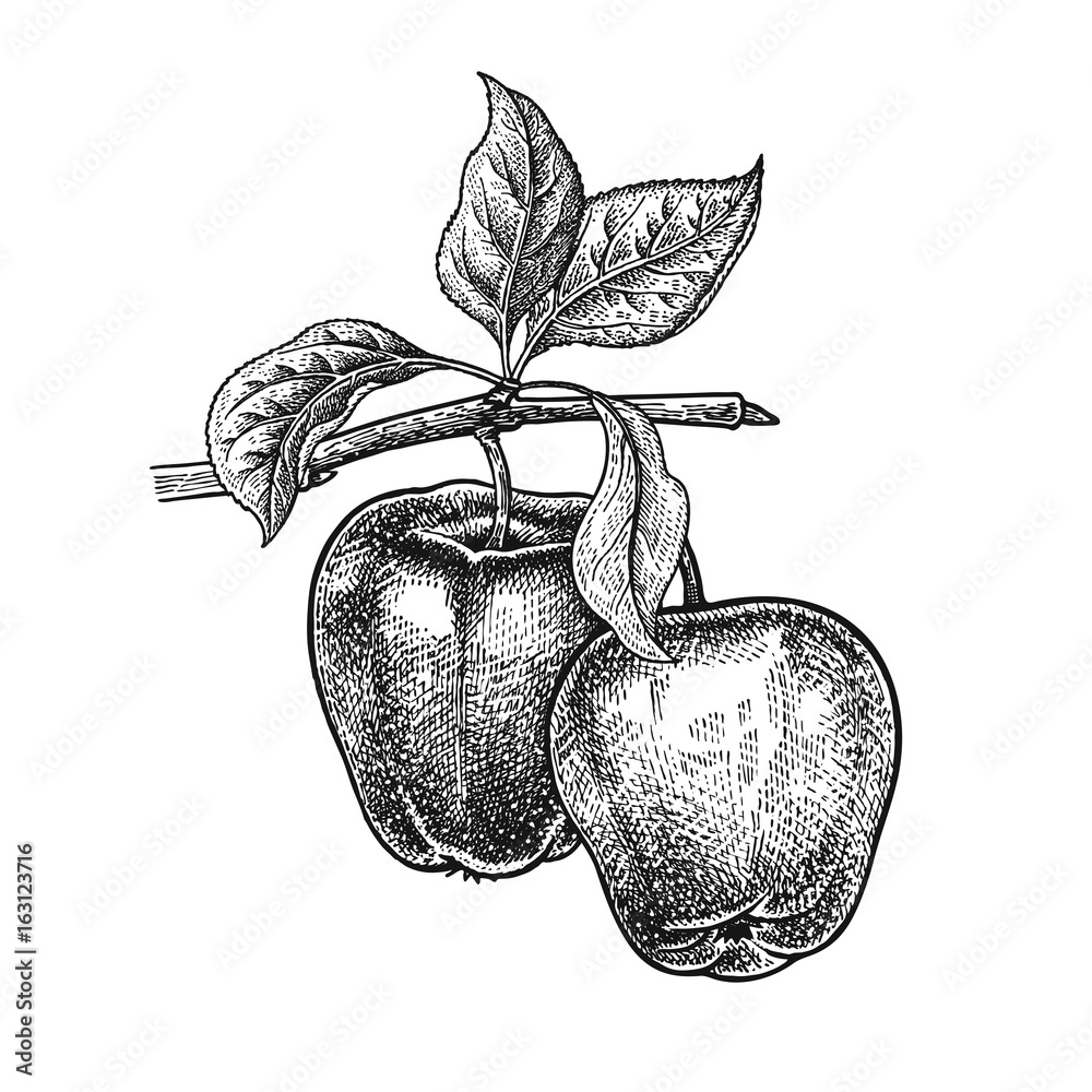 Realistic hand drawing apple. Stock Vector | Adobe Stock