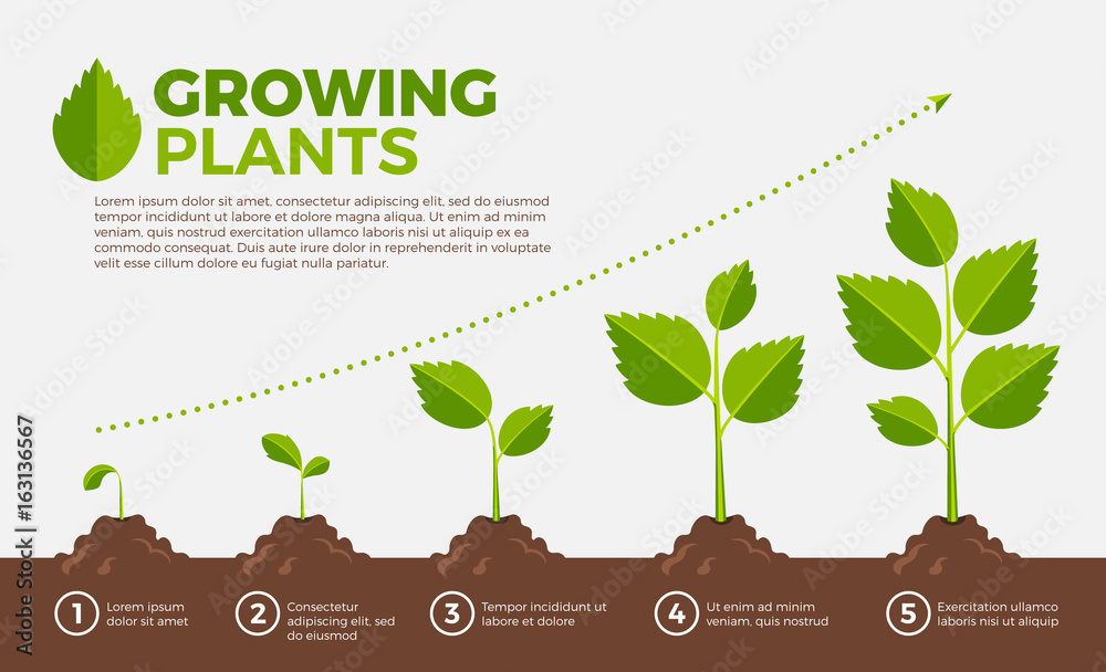 Different steps of growing plants. Vector illustration in cartoon style ...