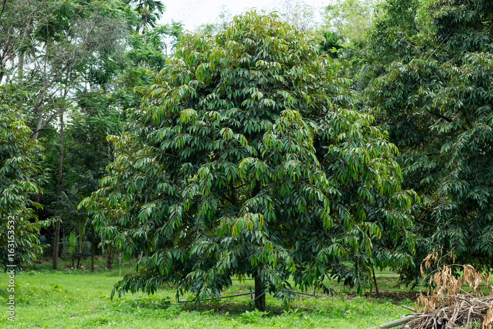 Durian tree farm in Thailand. Stock Photo | Adobe Stock