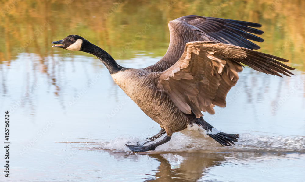 Canada goose landing Stock Photo | Adobe Stock