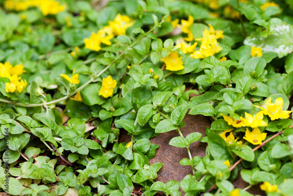 Lysimachia Nummularia Goldilocks