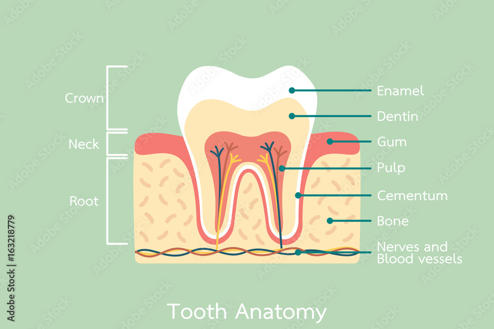 healthy tooth anatomy with word Stock Vector | Adobe Stock