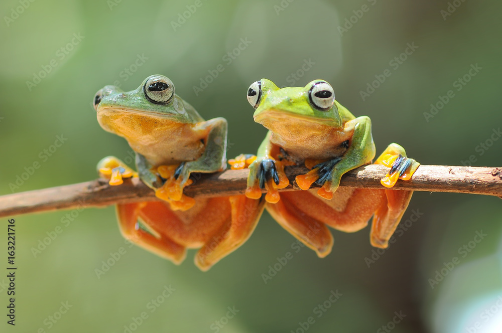 flying frog, frogs, tree frog, Stock Photo | Adobe Stock