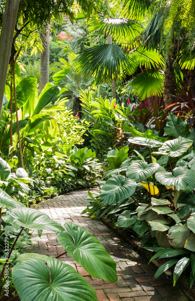 Beautiful path with palm trees in tropical garden in Bangkok, Thailand ...