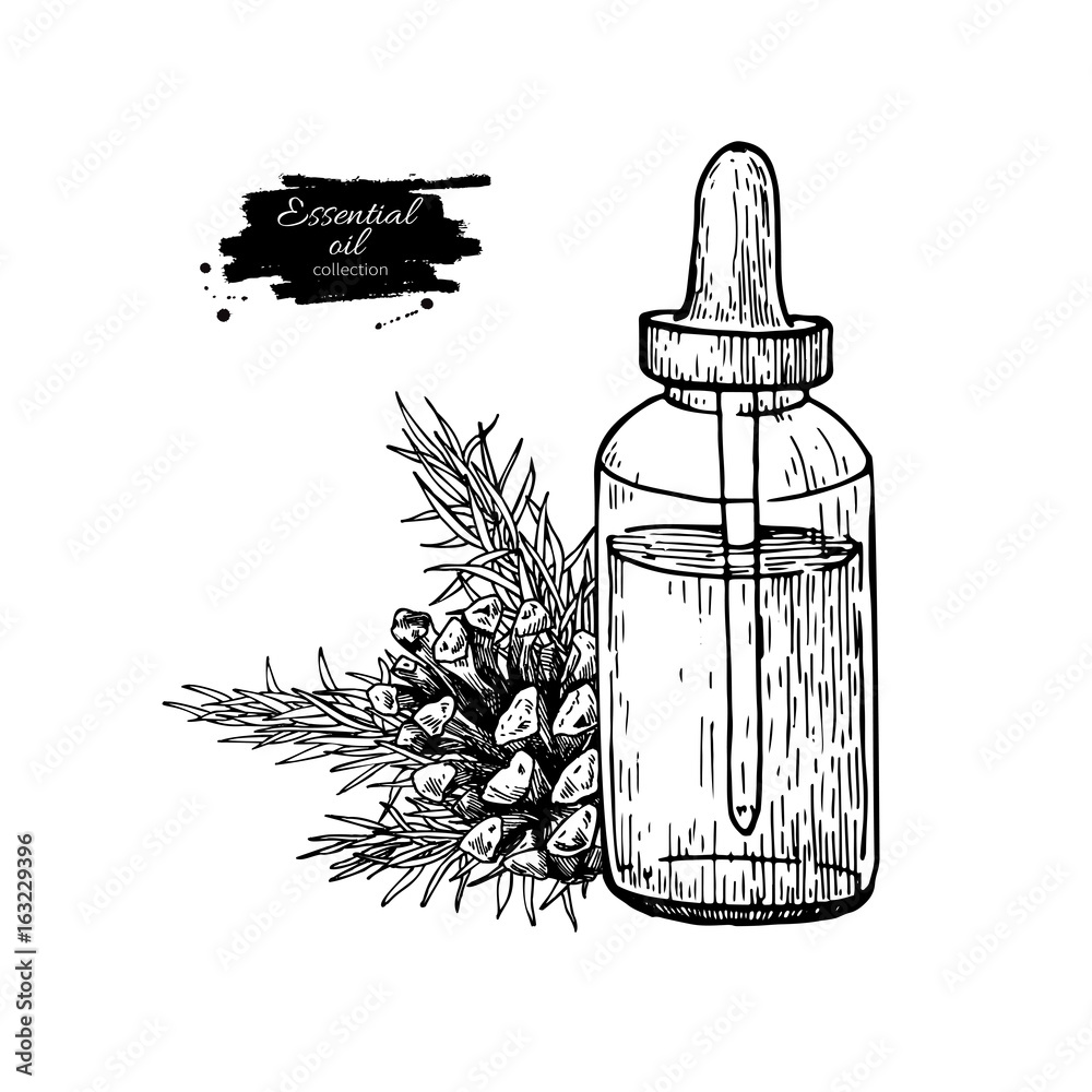 Pine essential oil bottle and fir hand drawn vector illustration ...