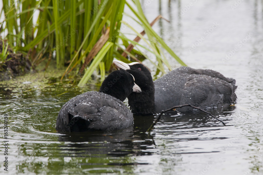 Eurasian coot couple marriage. Waterbirds swimming on water and ...