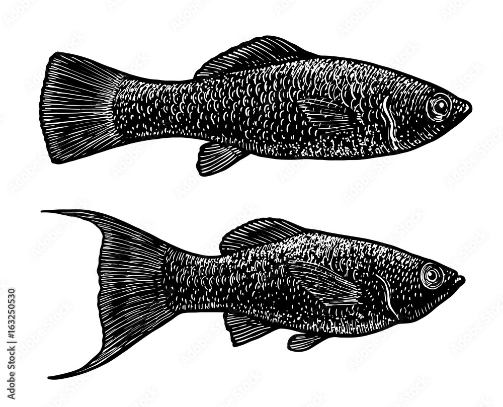 Black Molly illustration, drawing, engraving, ink, line art, vector ...