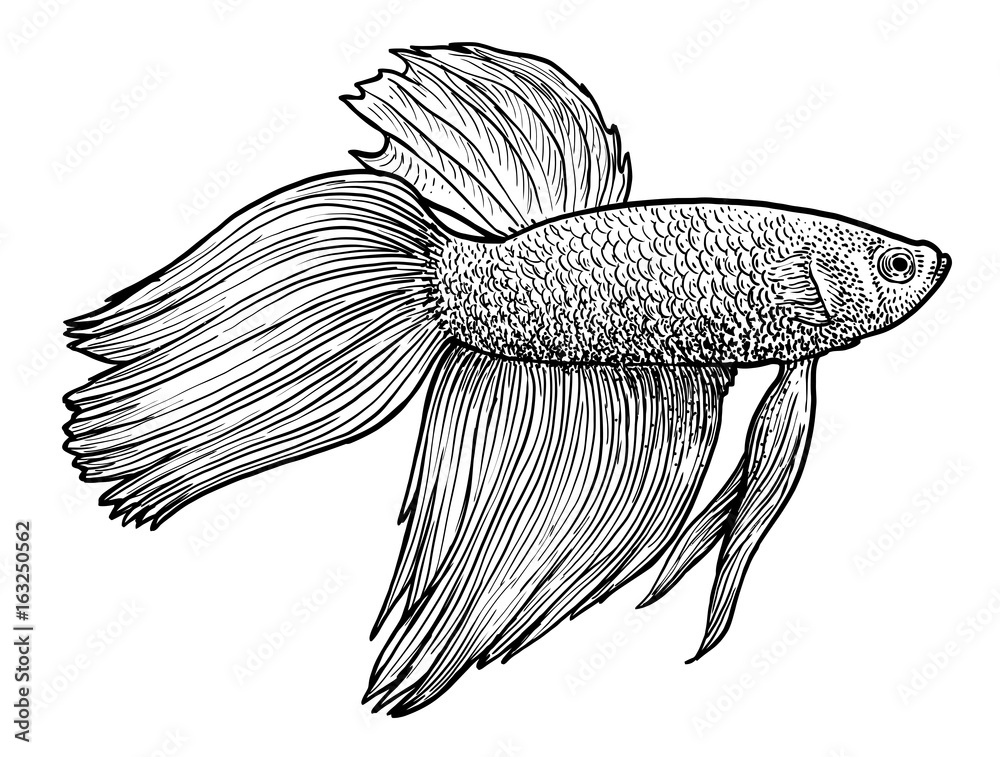 Fighting Fish Drawing