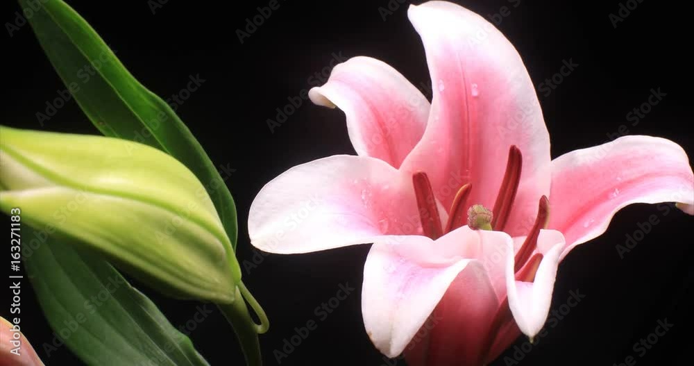 Lily flower bouquet opening time lapse blossom bud blooming on black ...