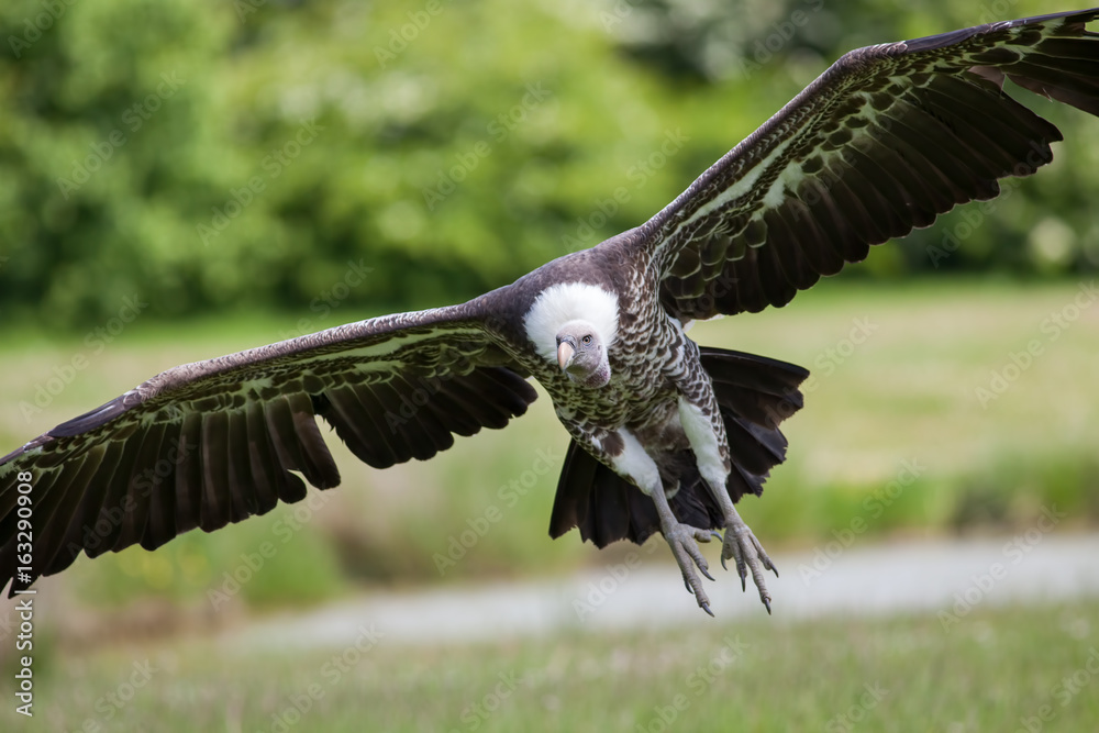 Vulture in flight coming to land. Flying scavenger bird landing. Stock ...