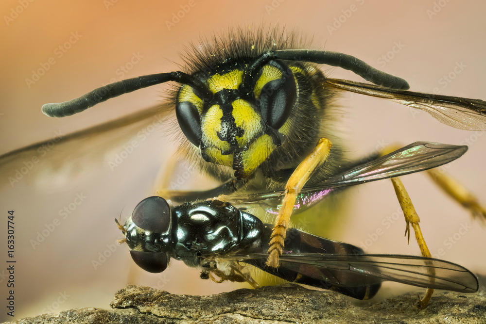 Focus Stacking - Common Wasp, Wasp with prey Stock Photo | Adobe Stock