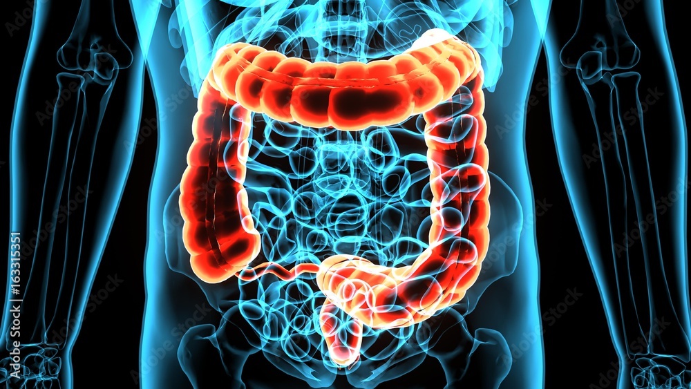 3d illustration of human body colon anatomy Stock Illustration | Adobe ...