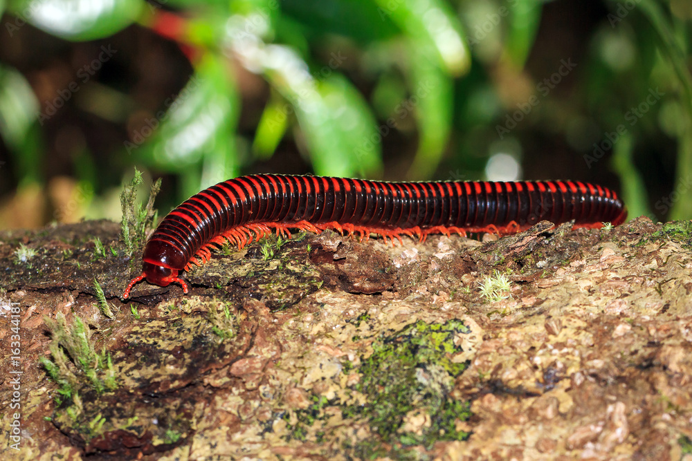 Madagascan Fire Millipede (pres. Aphistogoniulus Corallipes) in the ...