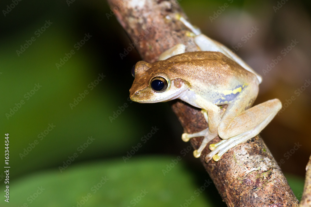 Small brown tree frog in the rainforest of Masoala National Park in ...
