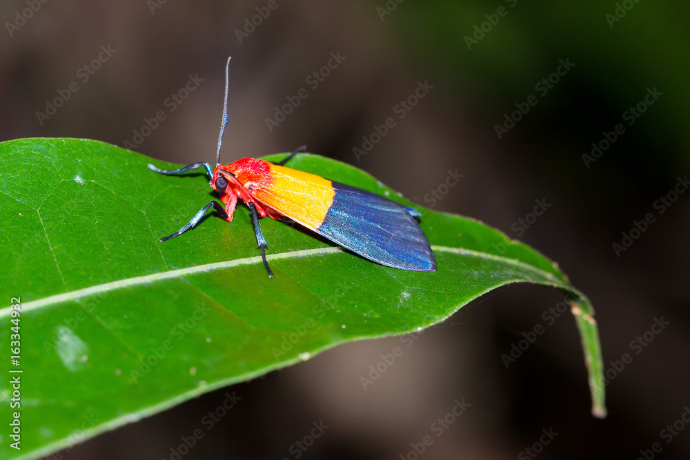 Unidentified red yellow blue moth (pres.family Arctiinae (erebid moths ...