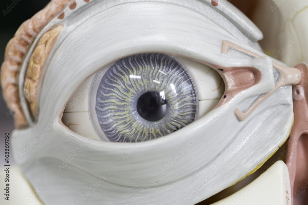 Human eye model for classroom education. Stock Photo | Adobe Stock