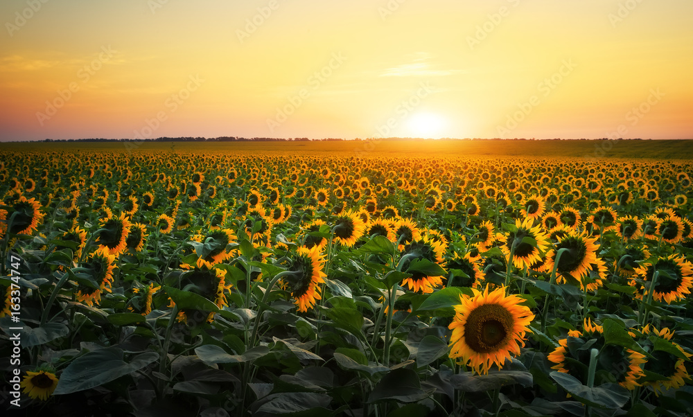 Sunflowers Sunrise