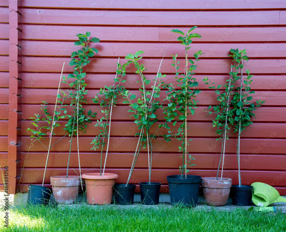 Trees In Garden Pots