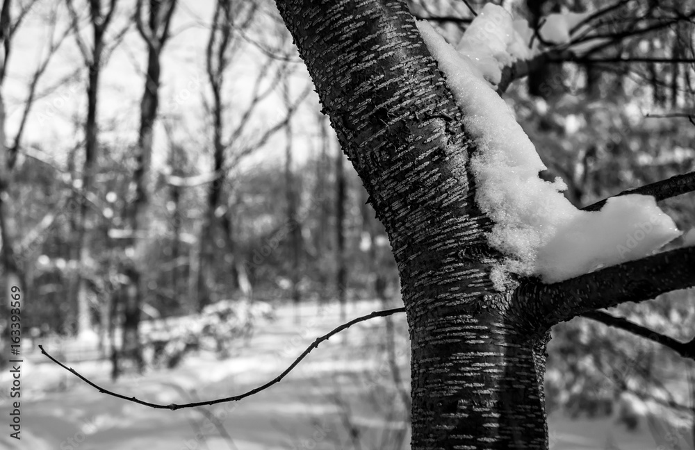 Tree Branch Isolated In The Forest Wilderness Forming A New Beginning