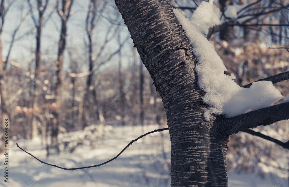 Fotografia do Stock: Tree branch isolated in the forest wilderness ...