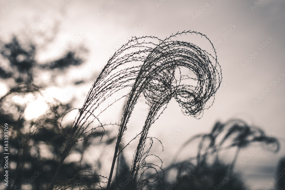 Wispy willow. Abstract art. Modern art. Nature background. Nature ...