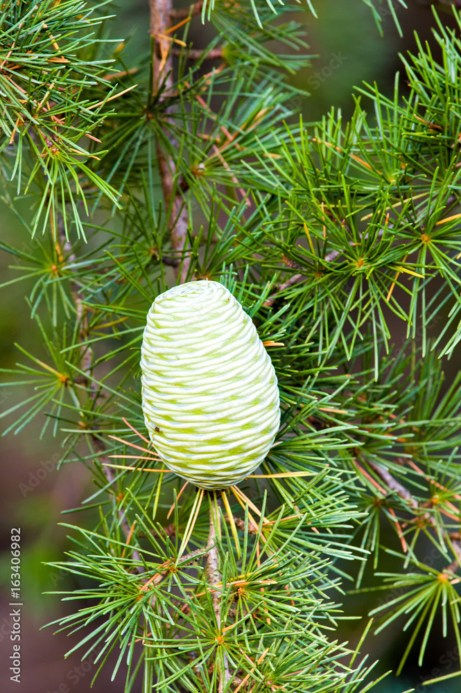 Cedrus Deodara Cones