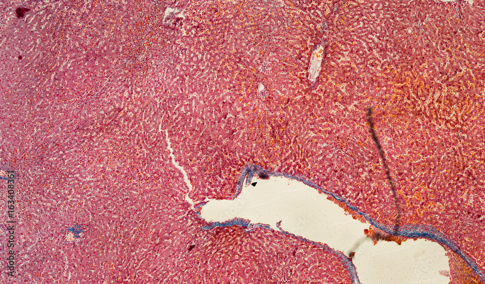 human body cells under a microscope Stock Photo | Adobe Stock