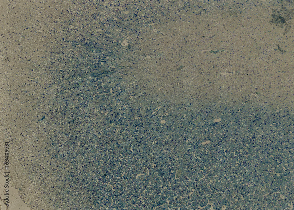 human body cells under a microscope Stock Photo | Adobe Stock