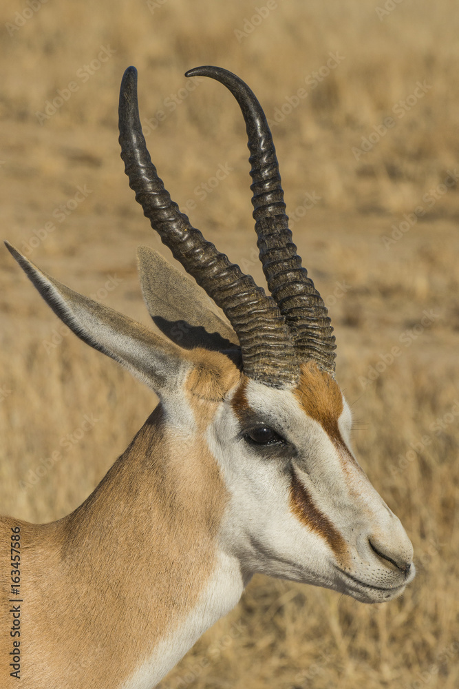 Kalahari Springbok
