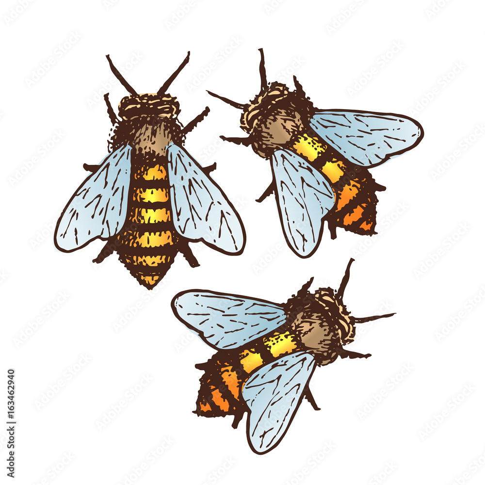 Hand drawn ink sketch illustration of honey bees, organic nature ...