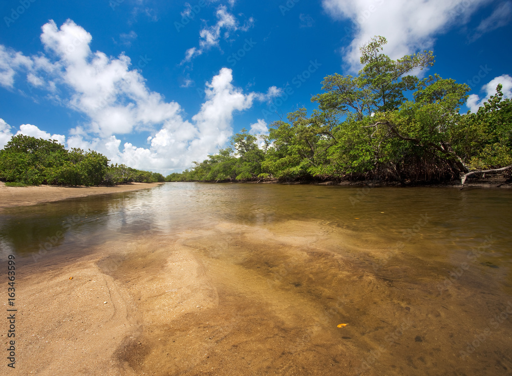 Florida Coastal Ecosystem and Mangrove Swamp, a Tidal Estuary in Von D ...