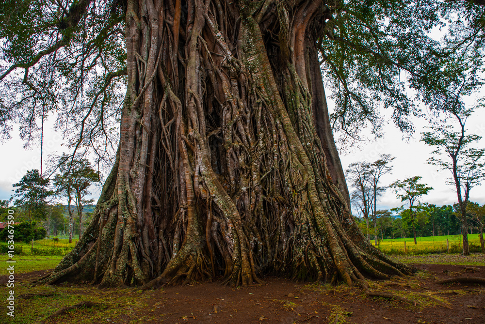 Foto de Very huge, giant tree with roots and green leaves in the ...