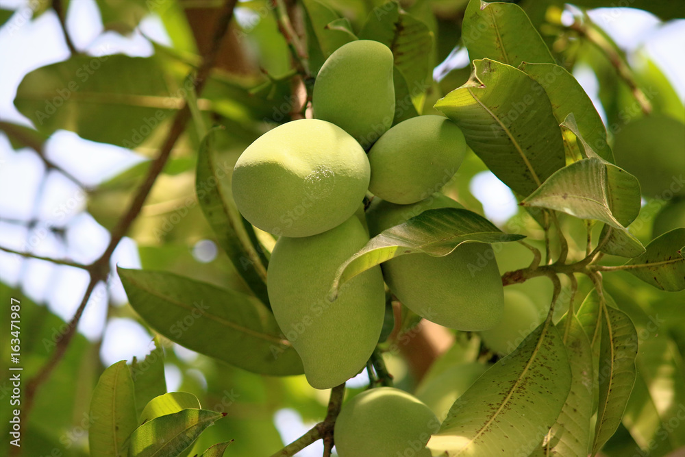 Mangoes on a mango tree on Ukulhas, Maldives Stock Photo | Adobe Stock