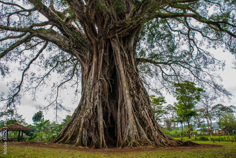 Very huge, giant tree with roots and green leaves in the Philippines ...
