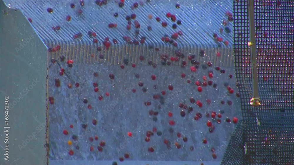 Zoomed shot of cranberries cascading into loading truck after being ...