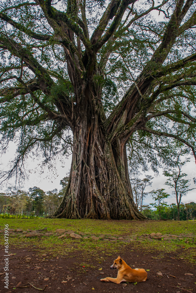 Very huge, giant tree with roots and green leaves in the Philippines ...