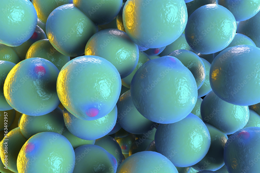 Fat cells, illustration Stock Photo | Adobe Stock