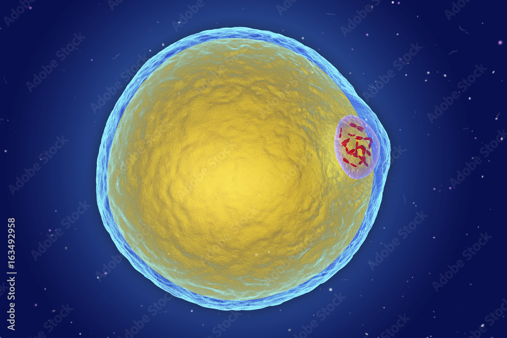 Fat cell, illustration Stock Photo | Adobe Stock