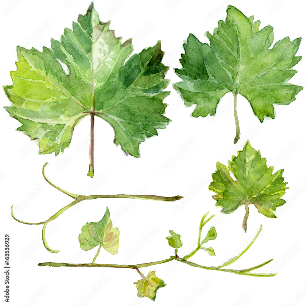 Set of grape leaves, watercolor sketch Stock Illustration | Adobe Stock